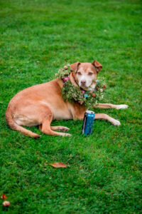 Boothby Orchard Wedding- Kelsey+Joey | Haven Photography- Boston & Cape ...